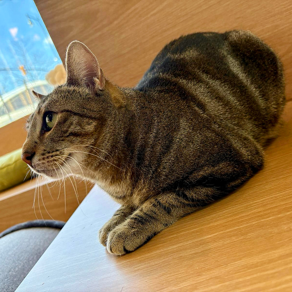 Kokoro Cat Cafe - Tangram Retail Tangram Retail